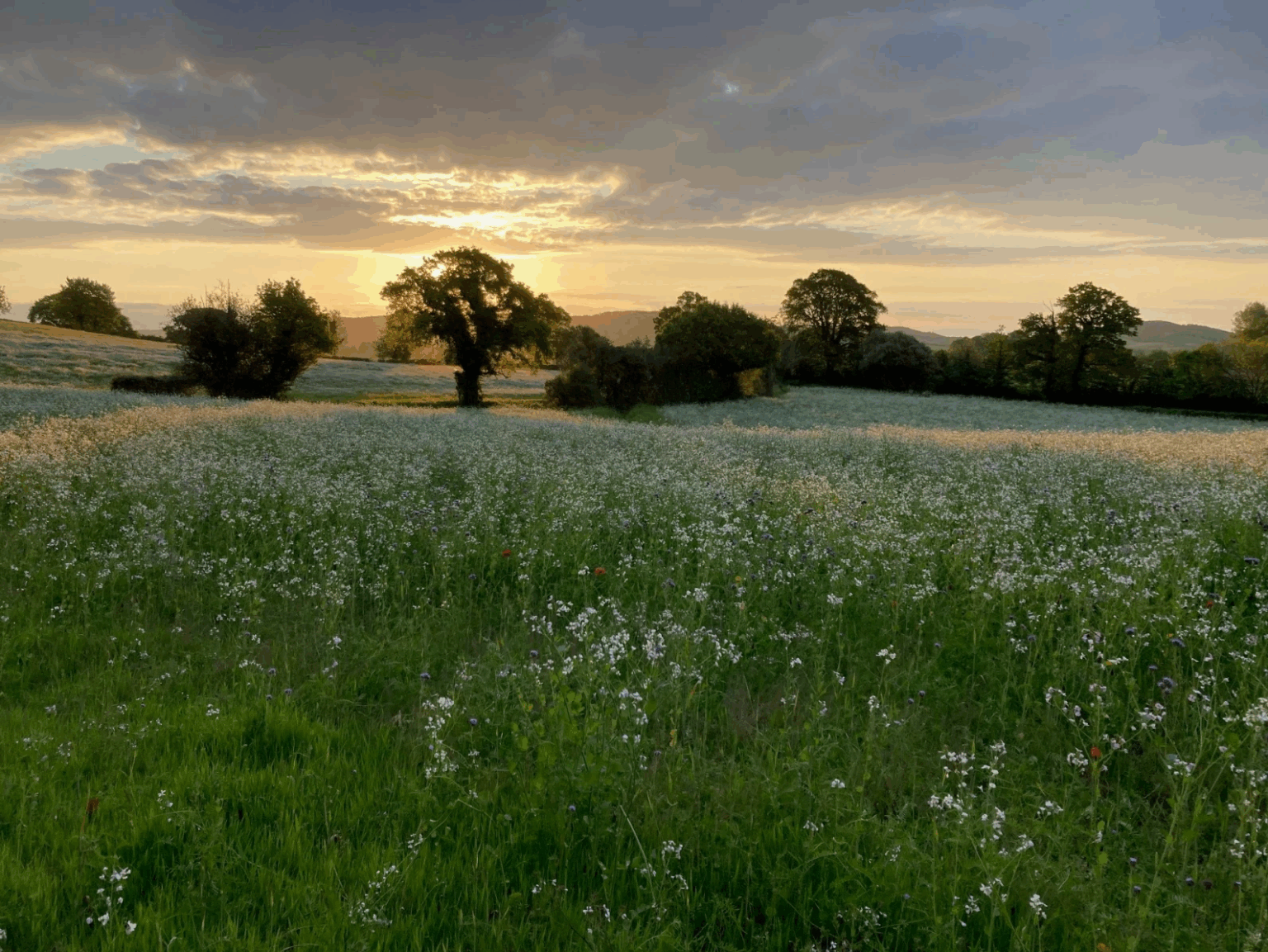Home | Clinton Devon Estate - Heaths to Sea